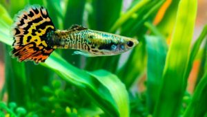 Beginner’s Guide to Setting Up a Guppy Tank: Everything You Need to ...