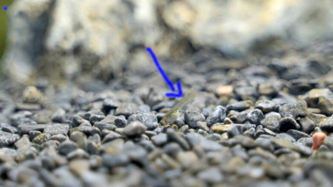 When Do Guppies Get Their Color – A Complete Guide