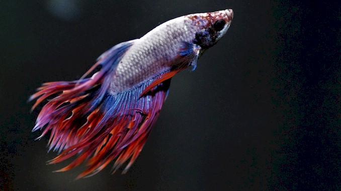Exotic, Colorful, and Unique: Meet the Rare Guppy Breeds You Never Knew ...