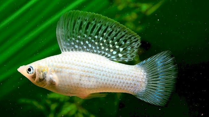 How to Care For Guppies – A Complete Guide