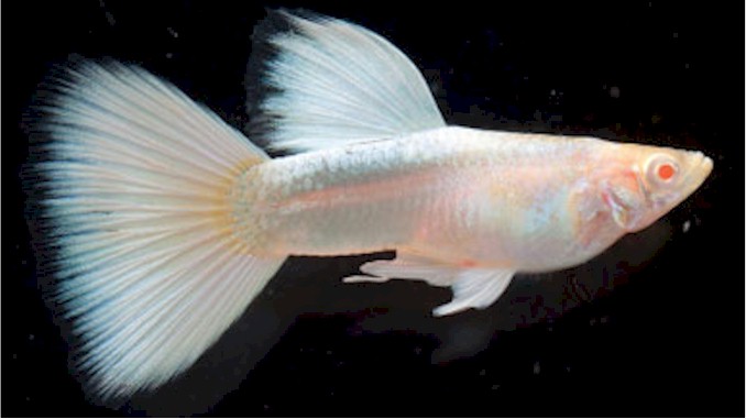 Rare Guppy Breeds (With Pictures)