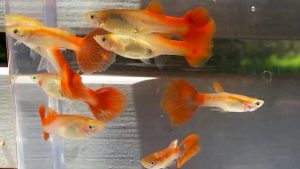 Exotic, Colorful, and Unique: Meet the Rare Guppy Breeds You Never Knew ...