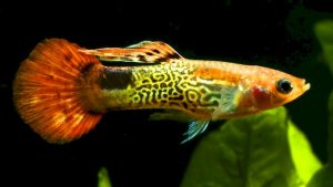 Exotic, Colorful, and Unique: Meet the Rare Guppy Breeds You Never Knew ...