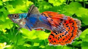 Exotic, Colorful, and Unique: Meet the Rare Guppy Breeds You Never Knew ...