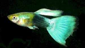 Exotic, Colorful, and Unique: Meet the Rare Guppy Breeds You Never Knew ...