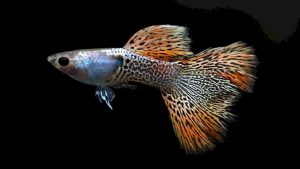 Exotic, Colorful, and Unique: Meet the Rare Guppy Breeds You Never Knew ...