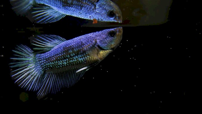 Guppy Tail Drooping and Bent Spine: Reasons and Solutions