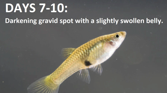 Guppy Pregnancy Stages: A Full Guide With Pictures