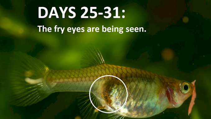 Guppy Pregnancy Stages: A Full Guide With Pictures