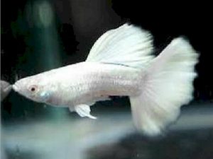 Exotic, Colorful, and Unique: Meet the Rare Guppy Breeds You Never Knew ...