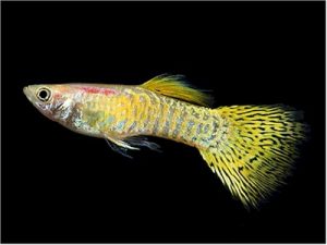 Exotic, Colorful, and Unique: Meet the Rare Guppy Breeds You Never Knew ...